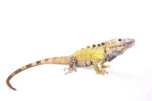 Meet 9 Of The Smallest Iguana Species In The World | ZooAwesome
