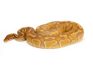 Acid Ball Python - Everything You Need To Know | ZooAwesome