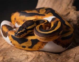 Acid Ball Python - Everything You Need To Know | ZooAwesome