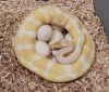 Ball Python Incubation - Temperature And Humidity Guide | ZooAwesome
