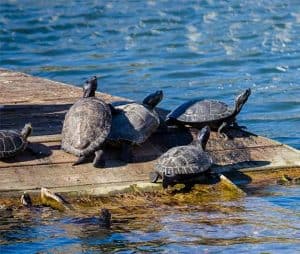 Can All Turtles Swim - Facts For Turtle Lovers | ZooAwesome