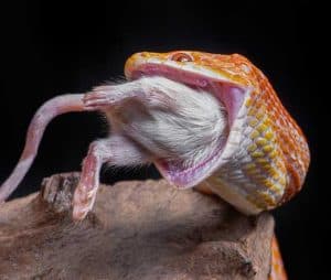 Cool Facts About Snake Burps | ZooAwesome