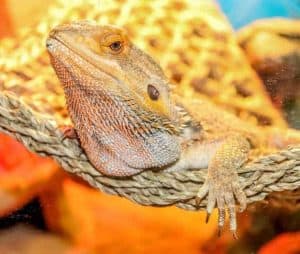How To Tell If Your Bearded Dragon Is Sick? - 5 Signs | ZooAwesome