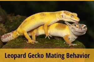 Leopard Gecko Mating Behavior Explained | ZooAwesome