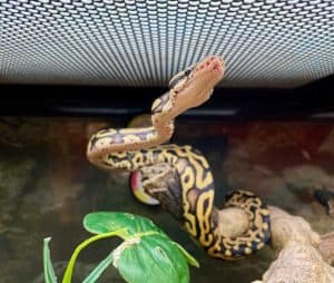 List of Unpopular Ball Python Questions | ZooAwesome