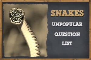 List of Unpopular Snake Questions Answered | ZooAwesome
