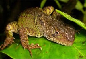 Meet 9 Of The Smallest Iguana Species In The World | ZooAwesome