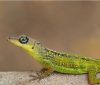 Meet 9 Of The Smallest Iguana Species In The World | ZooAwesome