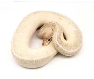 Things To Know About Pearl Ball Pythons | ZooAwesome