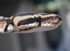 Why Do Ball Pythons Hiss? | ZooAwesome