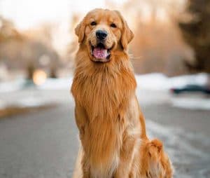 All Things To Know About Tucker Budzyn | ZooAwesome