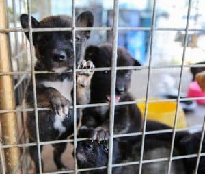 Are There Good Amish Dog Breeders? | ZooAwesome