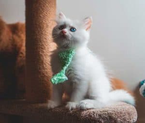 Top 10 Best Accessories For Cats (2022) | ZooAwesome