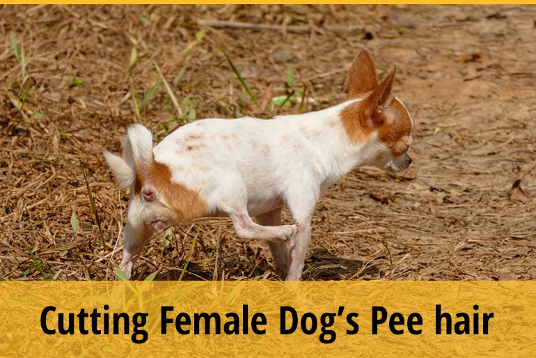 Can You Cut A Female Dog s Pee Hair ZooAwesome