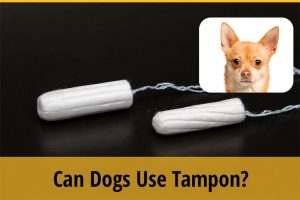 Can You Put a Tampon In a Dog? | ZooAwesome