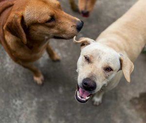 Can Two Male Dogs Get Stuck Together? | ZooAwesome