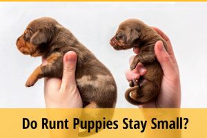 Do Runt Puppies Stay Small? } ZooAwesome