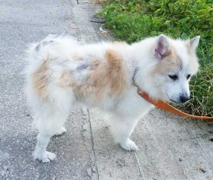 How To Tell If Your Dog Has A Tick Or Scab? | ZooAwesome