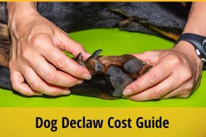 How Much Does It Cost To Declaw a Dog? | ZooAwesome