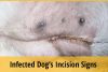 Is My Dog's Incision Infected? (How to Tell) | ZooAwesome