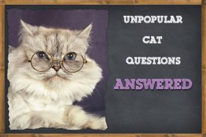 List of Unpopular Cat Questions Answered | ZooAwesome