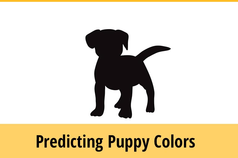 What Color Will My Puppies Be ZooAwesome