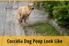 What Does Coccidia Dog Poop Look Like? | ZooAwesome