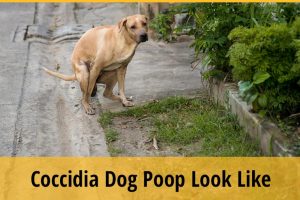 What Does Coccidia Dog Poop Look Like? | ZooAwesome