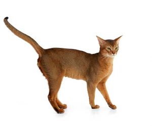 10 High Jumping Cats (Pictures & Facts) | ZooAwesome