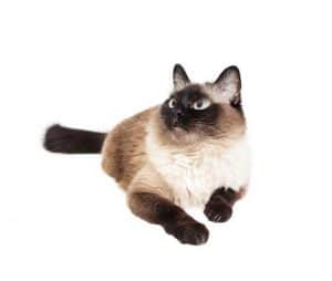 10 High Jumping Cats (Pictures & Facts) | ZooAwesome