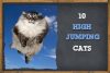 10 High Jumping Cats (Pictures & Facts) | ZooAwesome