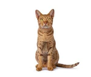 10 High Jumping Cats (Pictures & Facts) | ZooAwesome