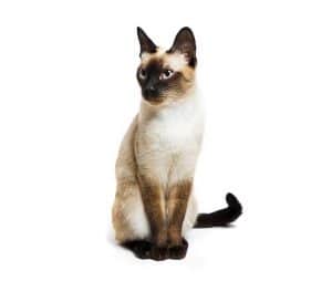 10 High Jumping Cats (Pictures & Facts) | ZooAwesome