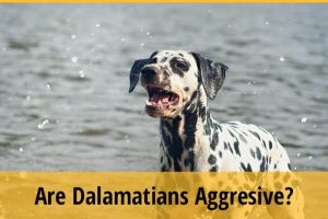 Are Dalmatians Aggressive? | ZooAwesome