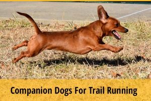 Best Companion Dogs For Trail Running | ZooAwesome