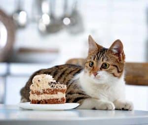 Can Cats Eat Cake? (Cupcake, Chocolate & Carrot Cake) | ZooAwesome