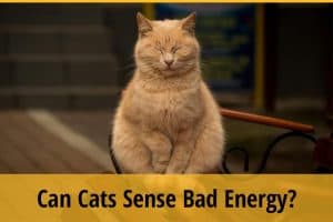 Can Cats Sense Bad Energy? | ZooAwesome