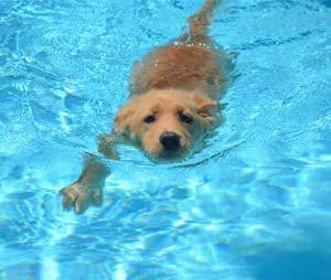 Can a Puppy Swim In a Pool? | ZooAwesome
