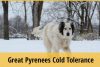 How Cold Can Great Pyrenees Handle? | ZooAwesome