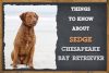 Sedge Colored Chesapeake Bay Retriever Facts | ZooAwesome