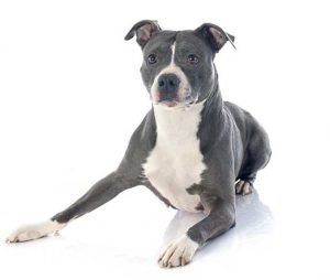 Things To Know About Blue Staffordshire Bull Terrier (Blue Staffy ...
