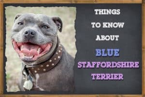 Things To Know About Blue Staffordshire Bull Terrier (Blue Staffy ...