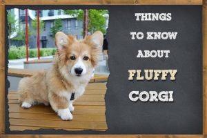 Things To Know About Fluffy Corgi (Long-Haired Corgi) | ZooAwesome