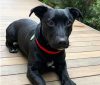 Things To Know About Jack Russell And Lab Mix (Jackador) | ZooAwesome
