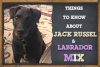 Things To Know About Jack Russell And Lab Mix (Jackador) | ZooAwesome