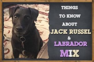 Things To Know About Jack Russell And Lab Mix (Jackador) | ZooAwesome