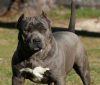 Top Things To Know About Razor Edge Pitbull | ZooAwesome