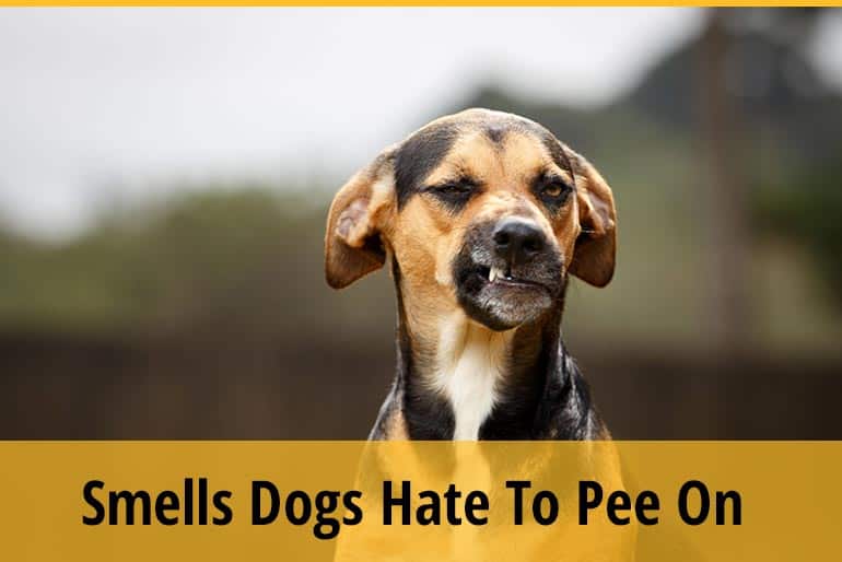 What Smell Do Dogs Hate To Pee On ZooAwesome