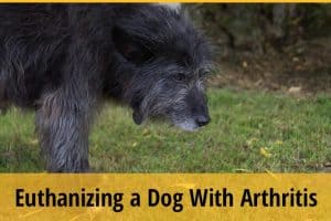 When To Euthanize a Dog With Arthritis? | ZooAwesome