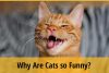 Why Are Cats So Funny? 5 Reasons | ZooAwesome